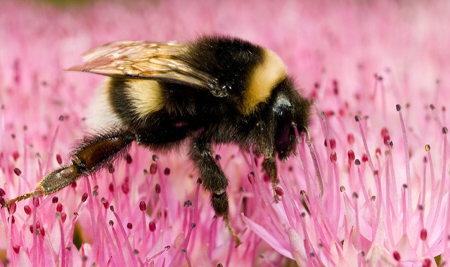 running-bumblebee-wwarby - seo2.blog